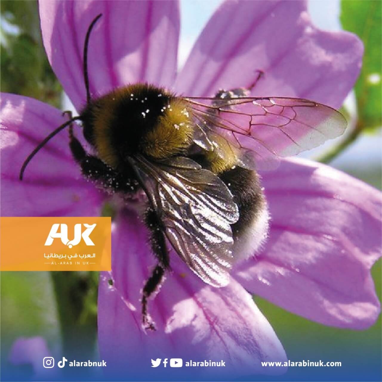 العرب في بريطانيا | ظهور نحلة طنانة نادرة لأول مرة منذ 50 عامًا في ...